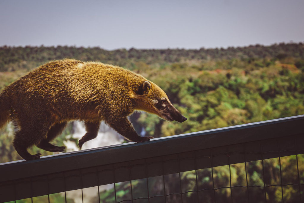 Fauna Del Parque Nacional De Abruzos Parque Nacional De Los Abruzos,